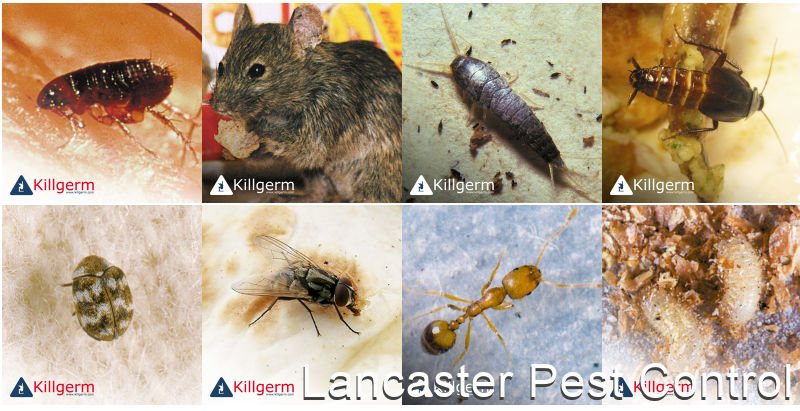 Pest Control Lancaster - Morecambe - Carnforth - Wasps nest removal ...